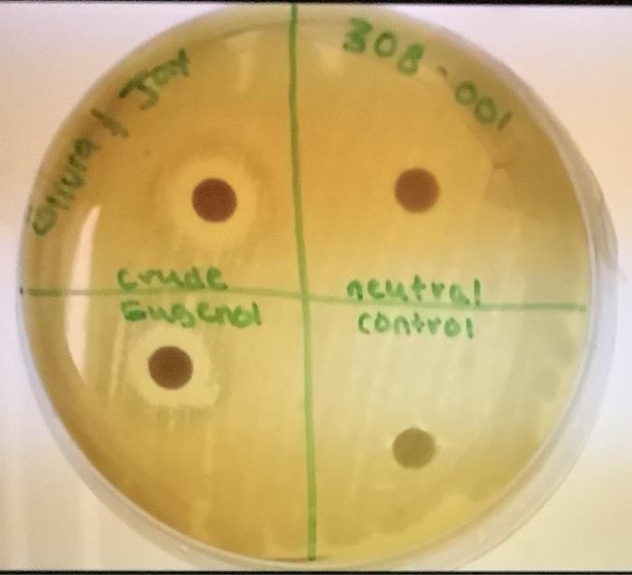 Solved Explain the results from your bacterial growth | Chegg.com