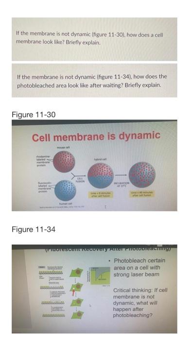 Solved If the membrane is not dynamic (figure 11-30), how | Chegg.com