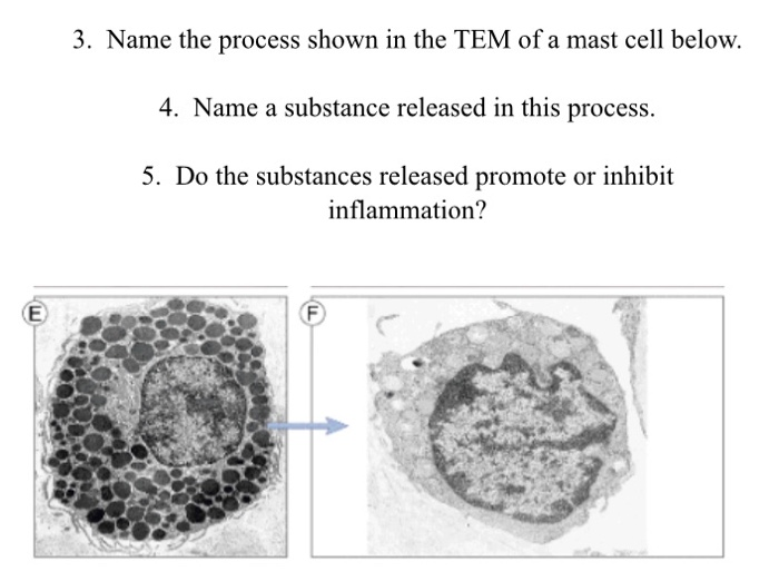Solved 1. Complement activation cascade is initiated by the | Chegg.com