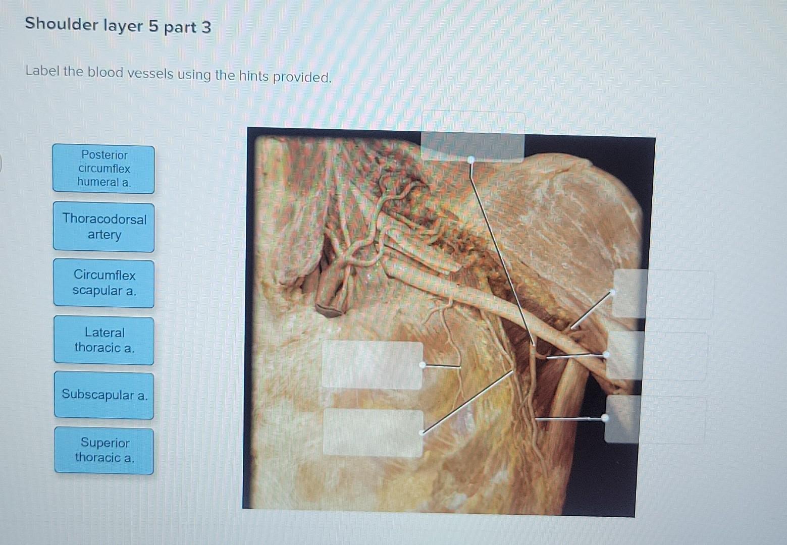 Solved Shoulder layer 5 part 3 Label the blood vessels using | Chegg.com