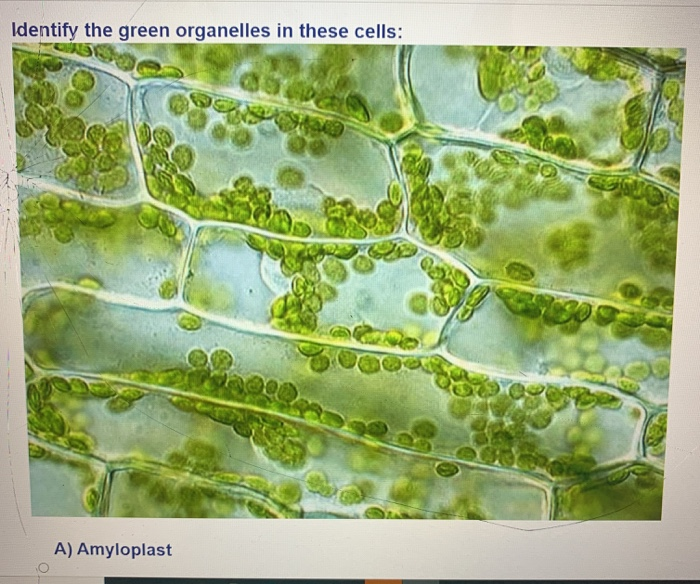 Solved Identify the green organelles in these cells: CG A) | Chegg.com