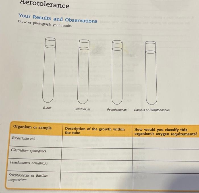 Solved Aerotolerance Your Results and Observations Draw or | Chegg.com