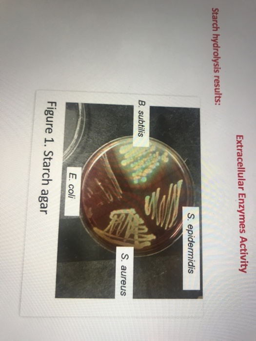 Solved Extracellular Enzymes Activity Starch hydrolysis | Chegg.com