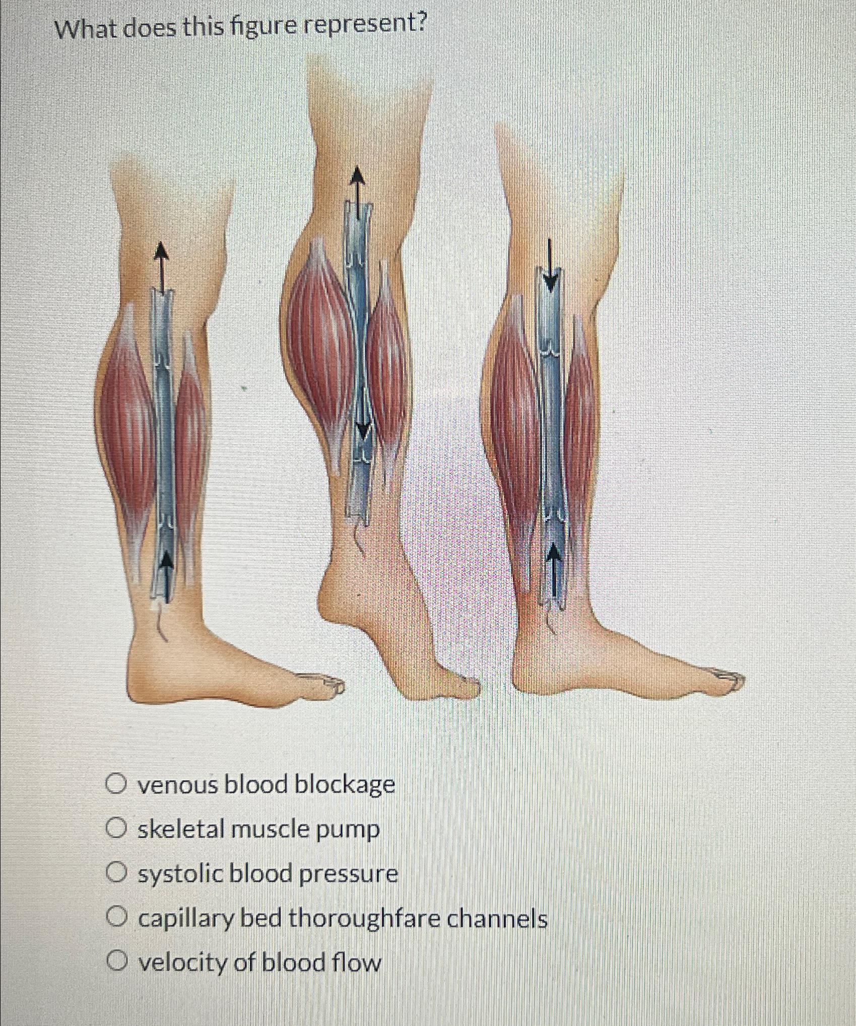 Solved What does this figure represent?venous blood | Chegg.com