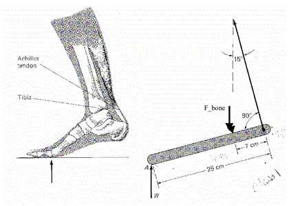 Solved The diagram below shows a schematic of a foot of | Chegg.com