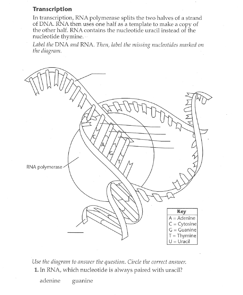 Solved TranscriptionIn transcription, RNA polymerase splits | Chegg.com