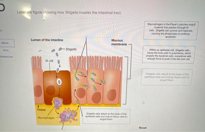 Solved Labeline figure showing how Shigella invades the | Chegg.com