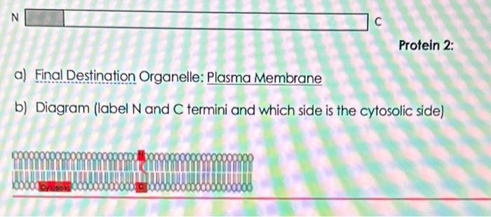 Solved =our proteins are represented schematically. The | Chegg.com