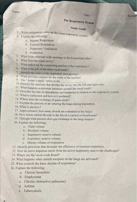 Solved 1. What components make up the lower respiratory | Chegg.com