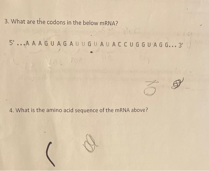 Solved 3. What are the codons in the below mRNA? | Chegg.com