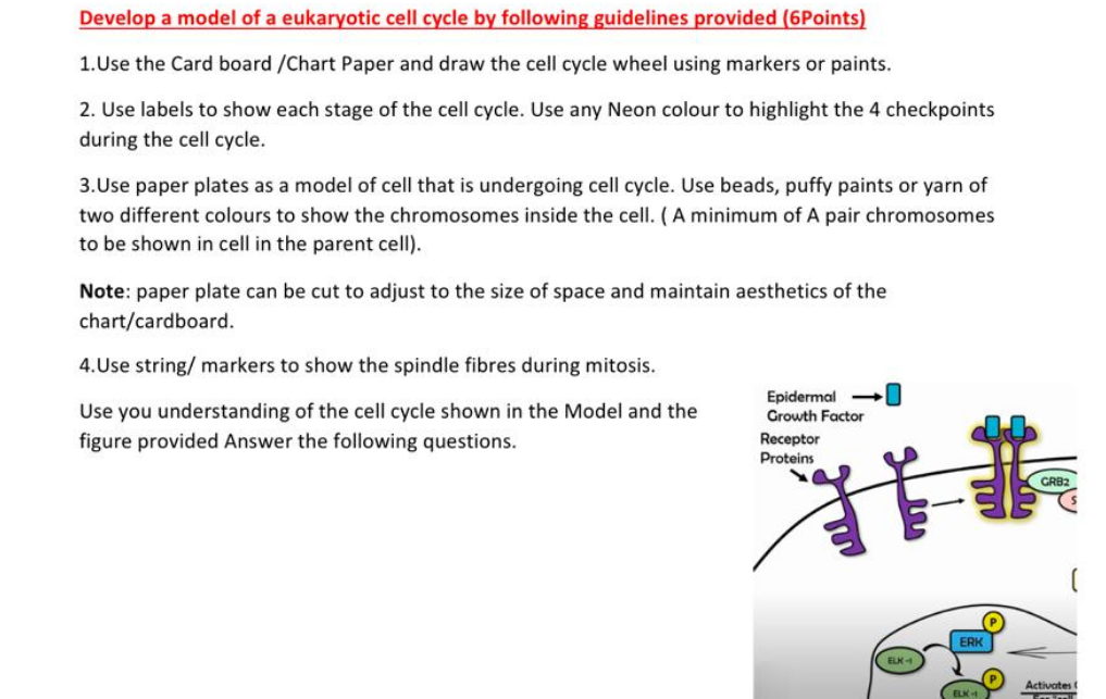 Solved Develop a model of a eukaryotic cell cycle by | Chegg.com