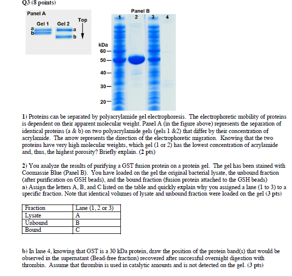 Solved Q3 (8 ﻿points)Proteins can be separated by | Chegg.com