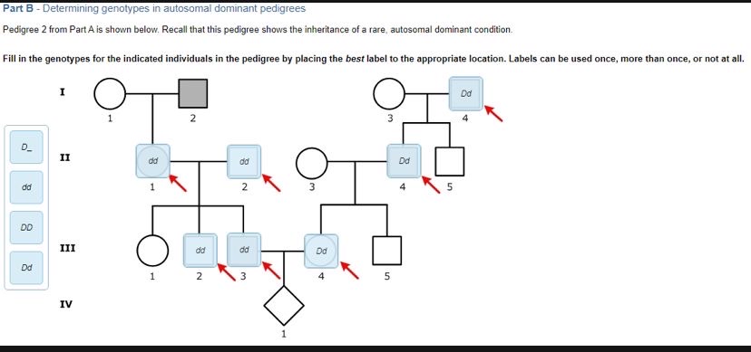 Solved Part B - Determining genotypes in autosomal dominant | Chegg.com Solved Part B - Determining genotypes in autosomal dominant | Chegg.com
