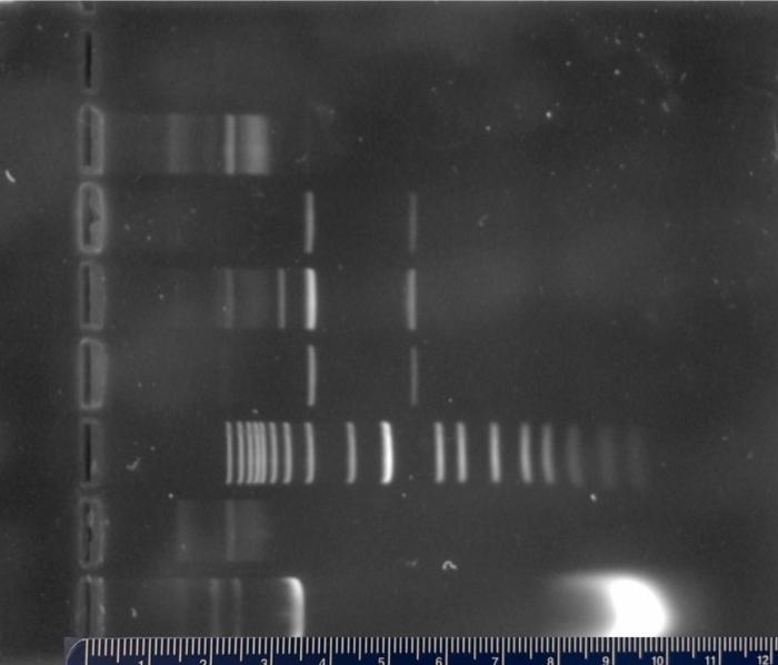 Solved 7. If a PCR product is 658bp, how many D1S80 repeats | Chegg.com