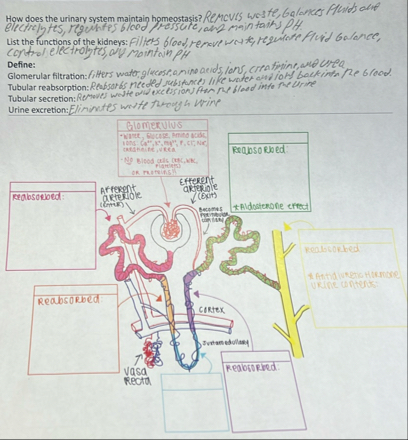 Solved How does the urinary system maintain homeostasis? | Chegg.com