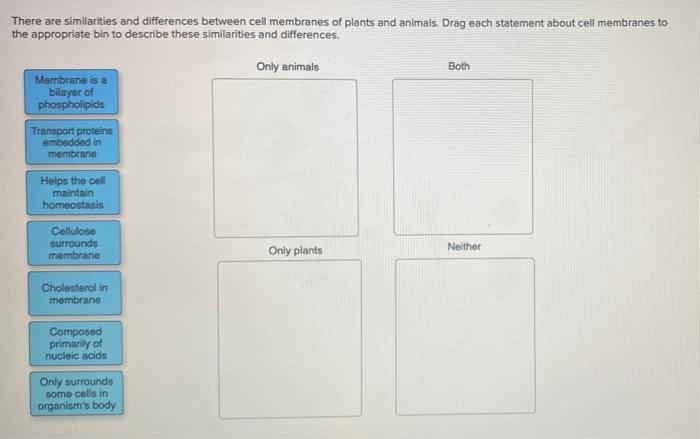 Solved Build a cell membrane Use the labels to draw and | Chegg.com