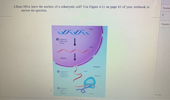 Solved 4.Does DNA leave the nucleus of a eukaryotic cell? | Chegg.com