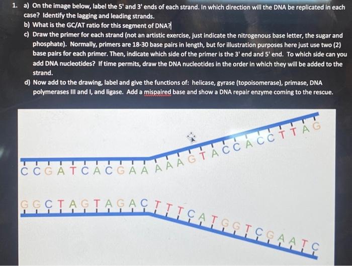 Solved 1. a) On the image below, label the 5' and 3' ends of | Chegg.com
