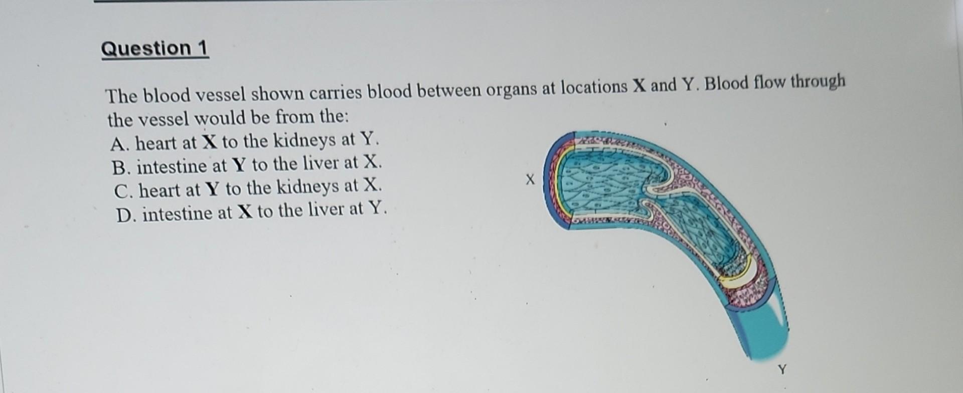 Solved Question 1 The blood vessel shown carries blood | Chegg.com