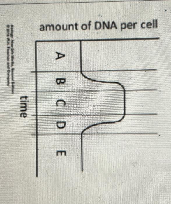 Solved D Question 3 Cell Cycle Analysis B Refer back to the | Chegg.com Solved D Question 3 Cell Cycle Analysis B Refer back to the | Chegg.com