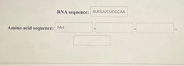 Solved Transcribe the DNA sequence TACAAGACCGTT into an RNA | Chegg.com