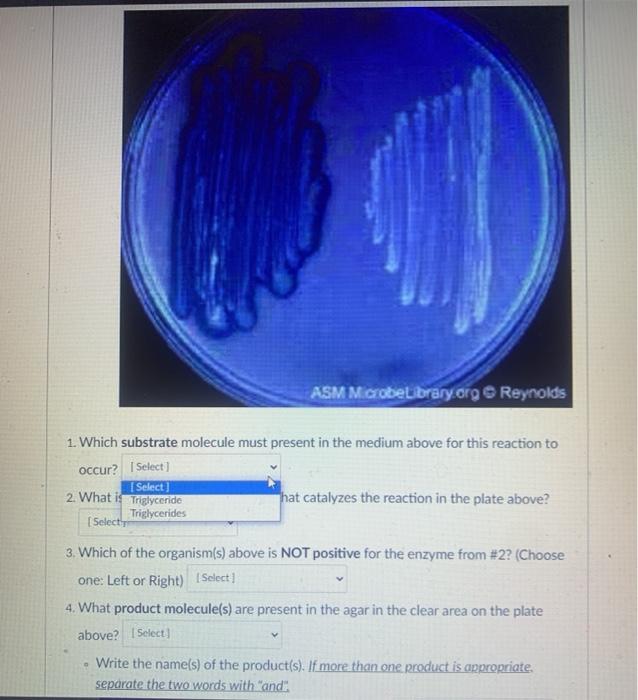Solved ASM Microbe Library.org Reynolds 1. Which substrate | Chegg.com