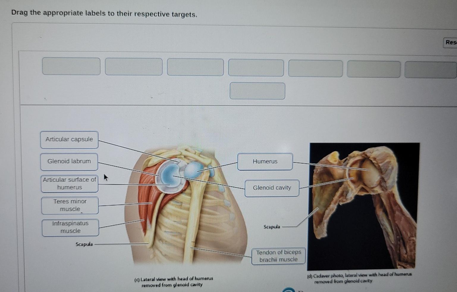 Drag the appropriate labels to their respective | Chegg.com