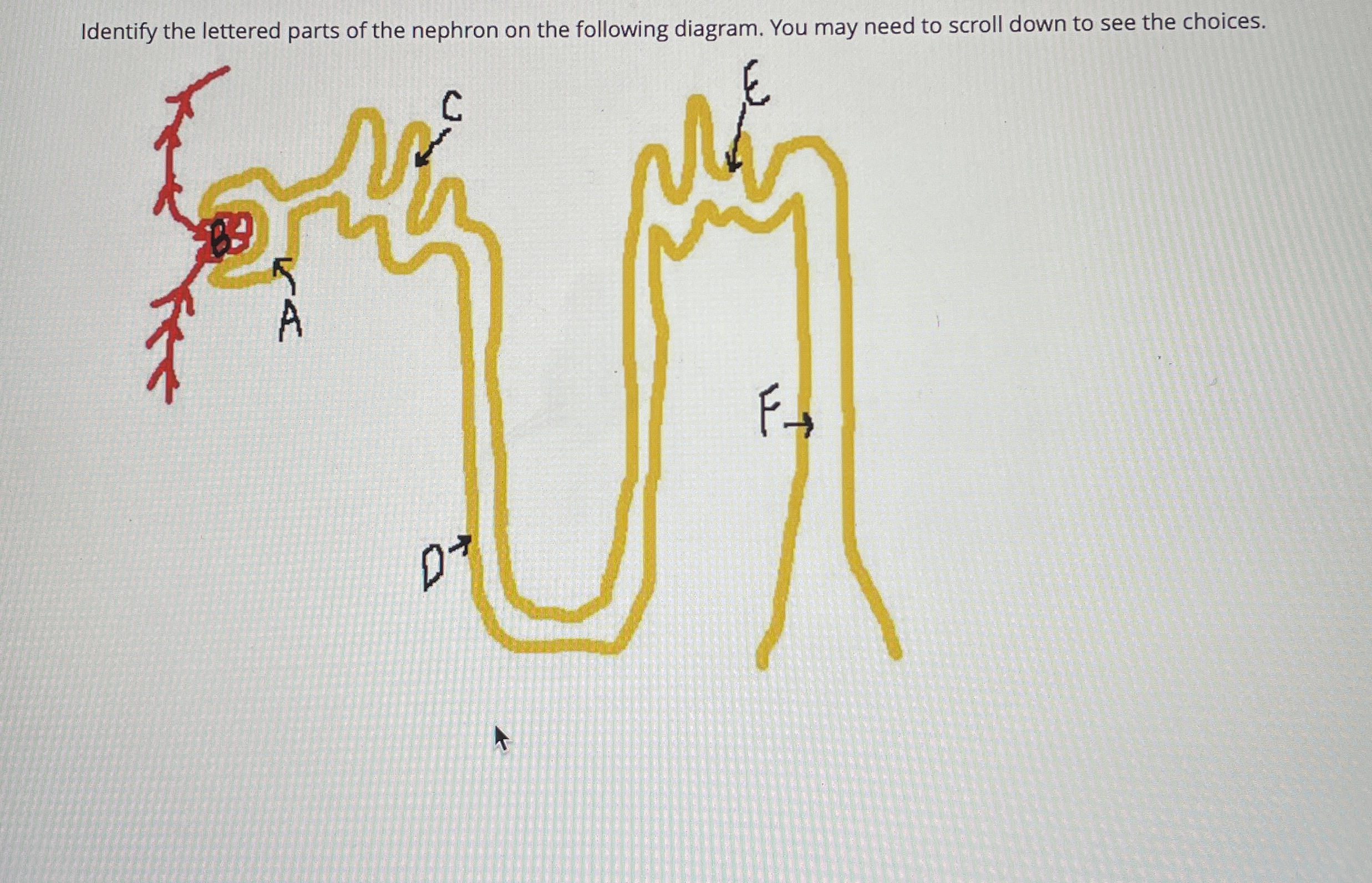 Solved Identify the lettered parts of the nephron on the | Chegg.com