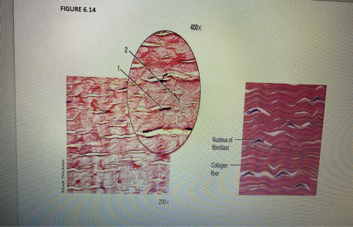 Solved lipid storage area nucleus of adipocyte 2 FIGURE 6.12 | Chegg.com
