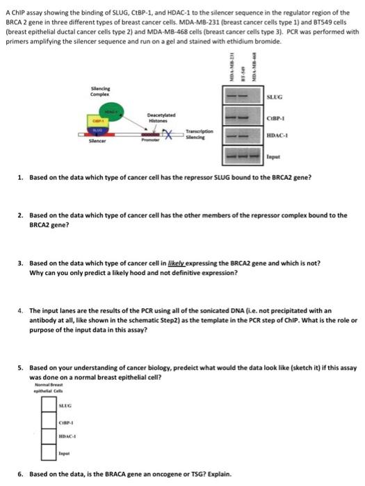 Solved A ChIP assay showing the binding of SLUG, CtBP-1, and | Chegg.com