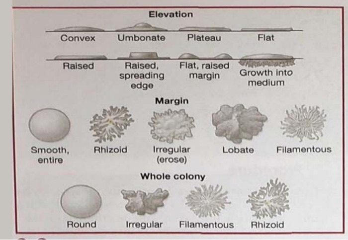 Solved I have to answer based on the little table that was | Chegg.com