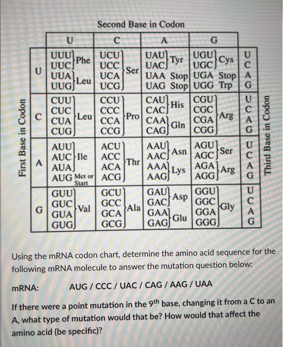 Solved U Leu с First Base in Codon Second Base in Codon U с | Chegg.com