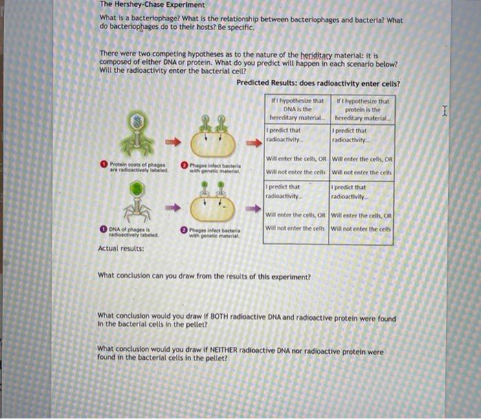 Solved The Hershey Chase Experiment What is a bacteriophage? | Chegg.com
