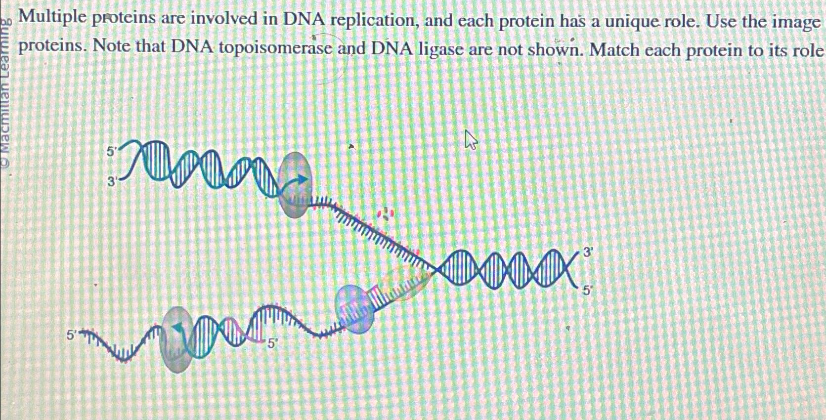 Solved Multiple proteins are involved in DNA replication, | Chegg.com