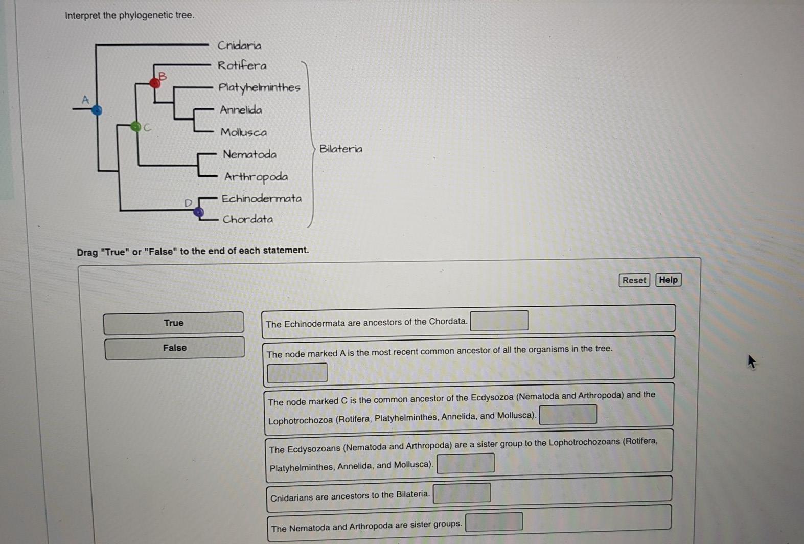 Solved Interpret the phylogenetic tree. Cnidaria Rotifera | Chegg.com