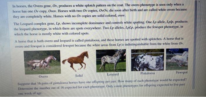 Solved In horses, the Overo gene, Ov, produces a white | Chegg.com