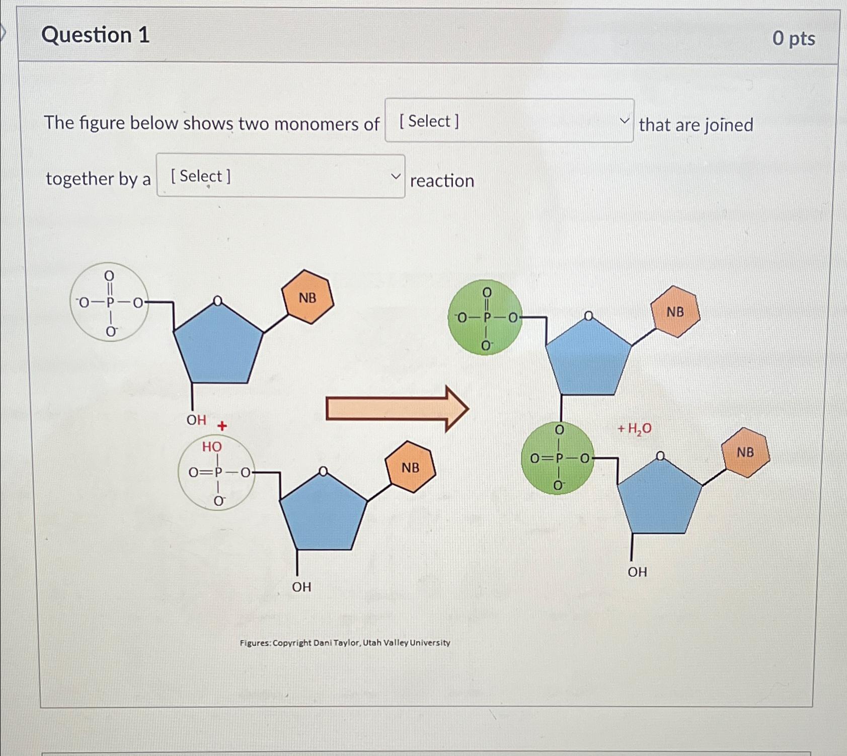 Solved Question 10 ﻿ptsThe figure below shows two monomers | Chegg.com