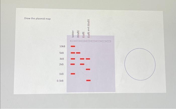 Solved Draw the plasmid map | Chegg.com