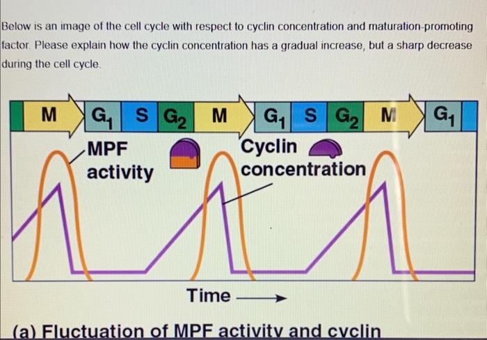 Solved Below is an image of the cell cyclin with respect to | Chegg.com