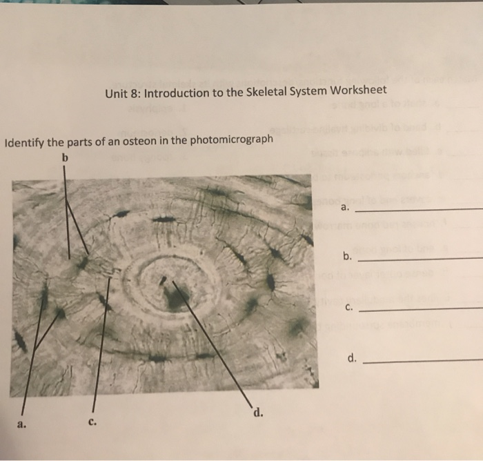 Solved Unit 8: Introduction to the Skeletal System Worksheet | Chegg.com
