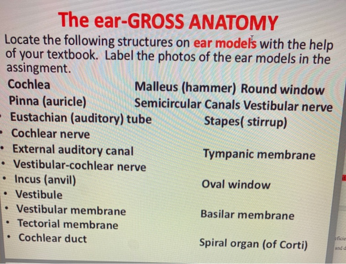 Solved REAL ANATOMY CD 24 REAL ANATOMY CD 25 REAL | Chegg.com