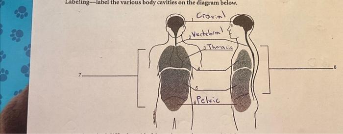 Solved Labeling-label the various body cavities on the | Chegg.com