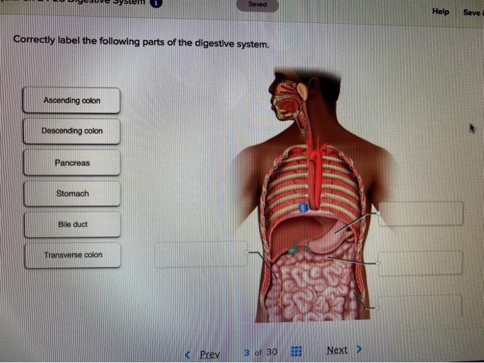 Solved Saved Help Save Correctly label the following parts | Chegg.com