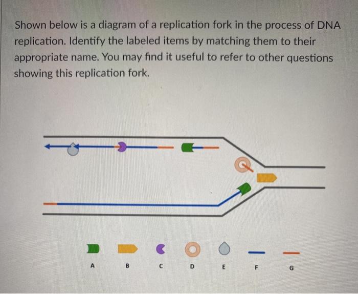 Solved Shown below is a diagram of a replication fork in | Chegg.com