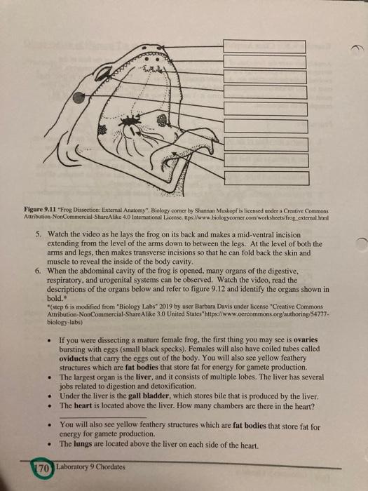 Solved THE Figure 9 11 Frog Dissection External Anatomy Chegg