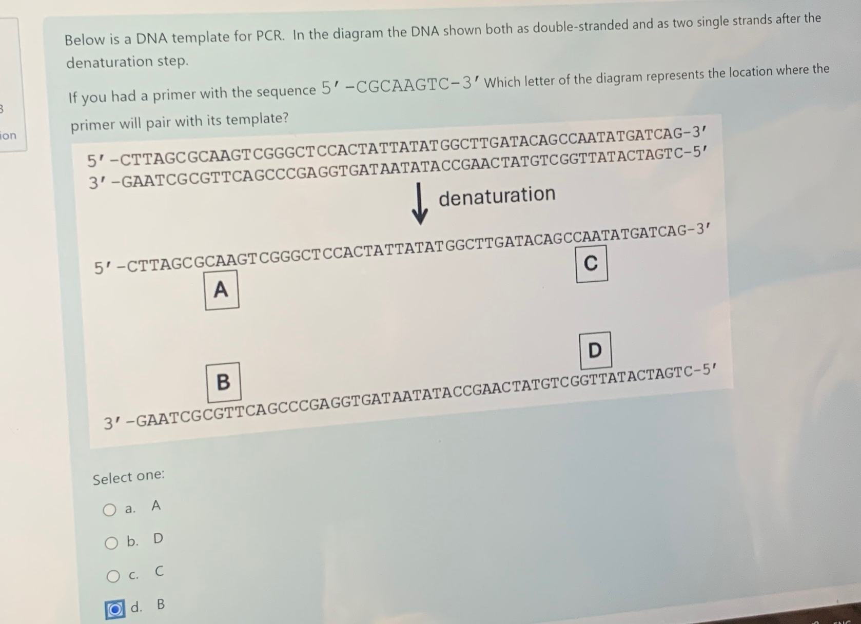 Solved Below is a DNA template for PCR. ﻿In the diagram the | Chegg.com
