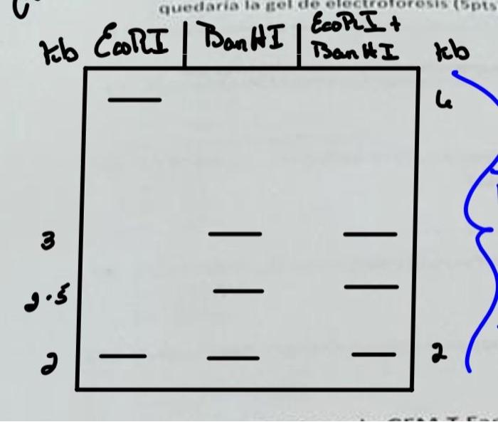Solved The following diagram shows a DNA sequence cut with | Chegg.com