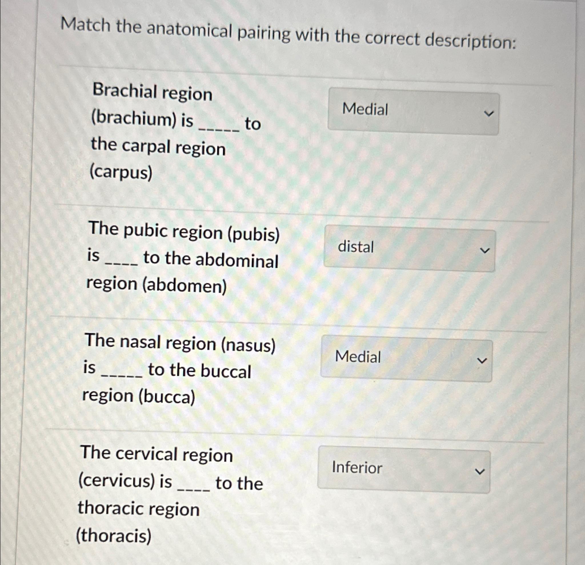 Solved Match the anatomical pairing with the correct | Chegg.com