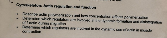 Solved Cytoskeleton: Actin regulation and function Describe | Chegg.com
