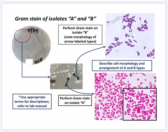Solved Identify the cellular morphology and arrangement of A | Chegg.com